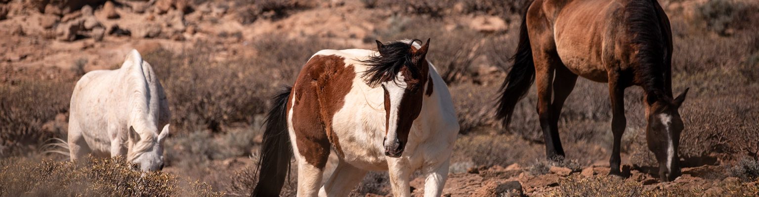 Meet Our Horses Archives - Tenerife Animal Sanctuary